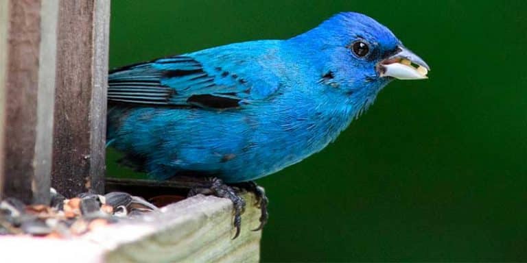 Psicología del Color | Significado de +26 colores diferentes ≪