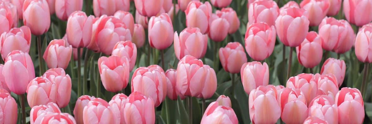 Significado Color Rosado | Según la Psicología y el Marketing