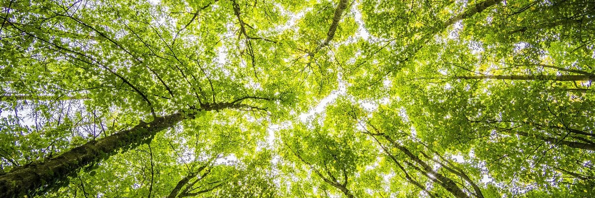 Significado Color Verde | En la Psicología y el Marketing