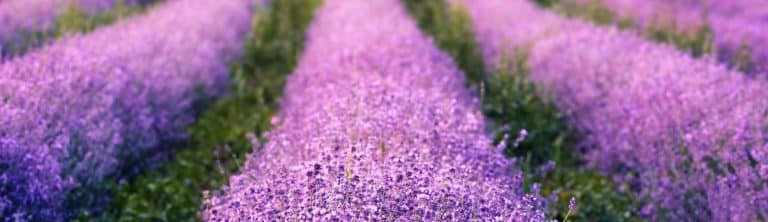 Significado Color Morado, Púrpura y Violeta | Por la Psicología