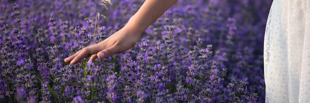 Significado Color Lavanda | Por la Psicología y el Marketing